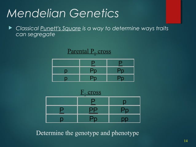 Mendelian inheritance | PPT