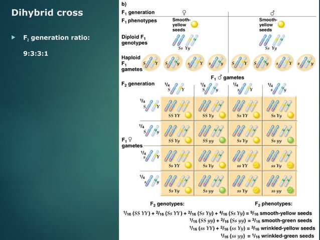 Mendelian inheritance | PPT