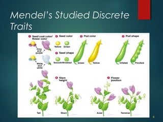 Mendelian inheritance | PPT