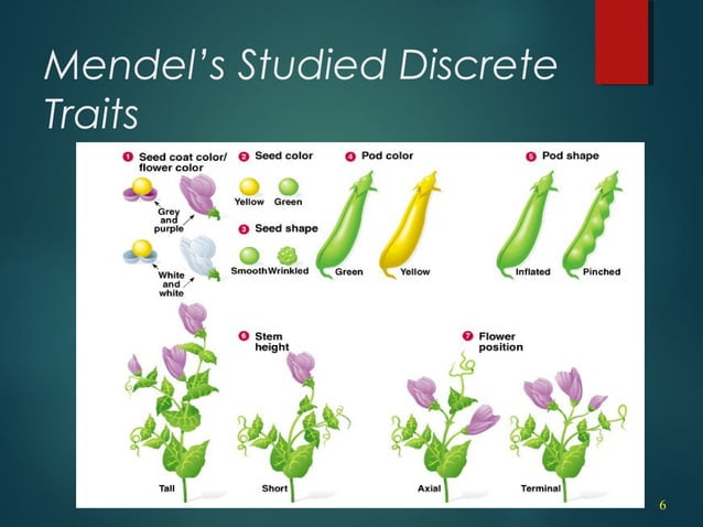 Mendelian inheritance | PPT