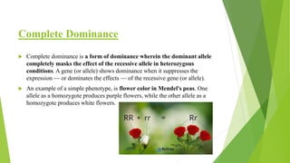 Mendelian inheritance.pptx | Gardening | Home & Garden