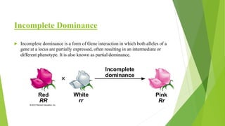 Mendelian inheritance.pptx | Gardening | Home & Garden