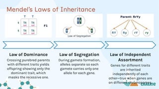 Mendelian Inheritance laws of inheritance | PDF