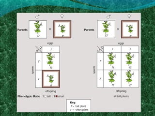 Mendelian patterns of inheritance | PPT