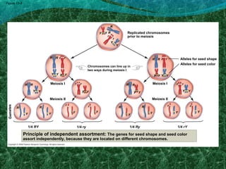 Mendelian patterns of inheritance | PPT