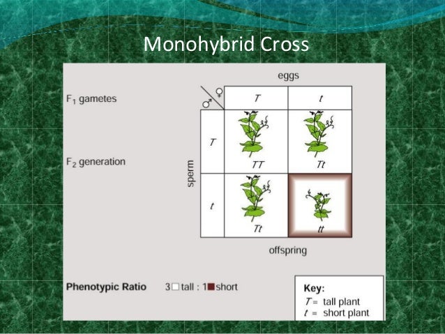 Mendelian patterns of inheritance