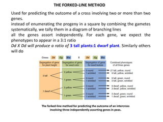 Mendelism and its applications in research.pptx