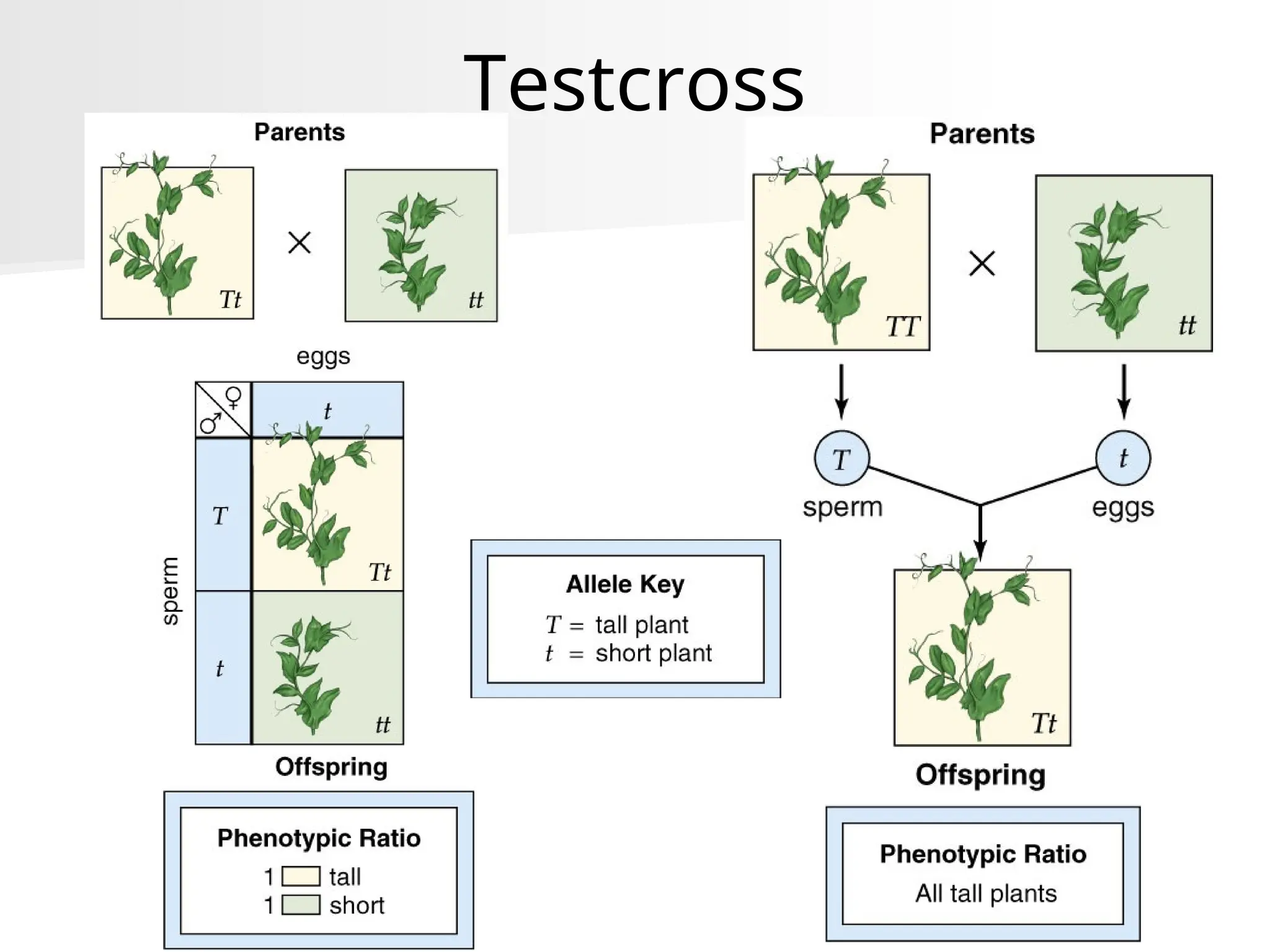 Mendel Law of Inheritance PowerPoint presentation | PPT