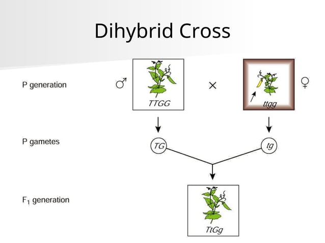 Mendel Law of Inheritance PowerPoint presentation | PPT