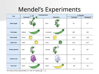 Mendel Law of Inheritance PowerPoint presentation | PPT