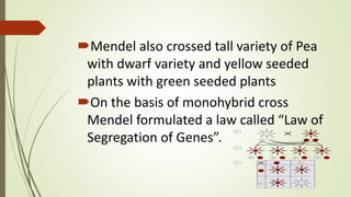 Mendel laws and complete and incomplete dominance by | PPTX