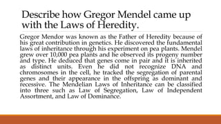 Mendellian laws of inheritance | PPTX