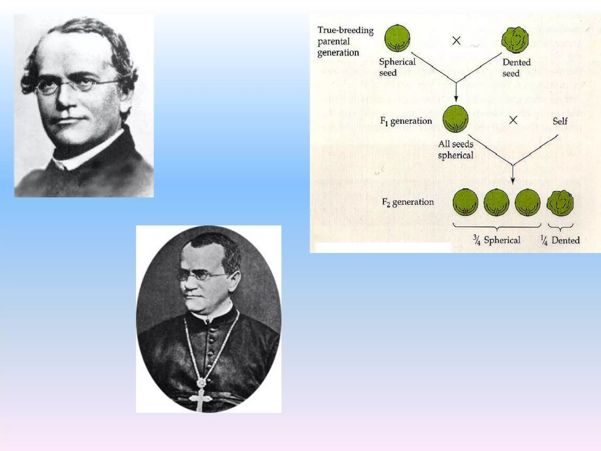 Mendel maria | PPTX