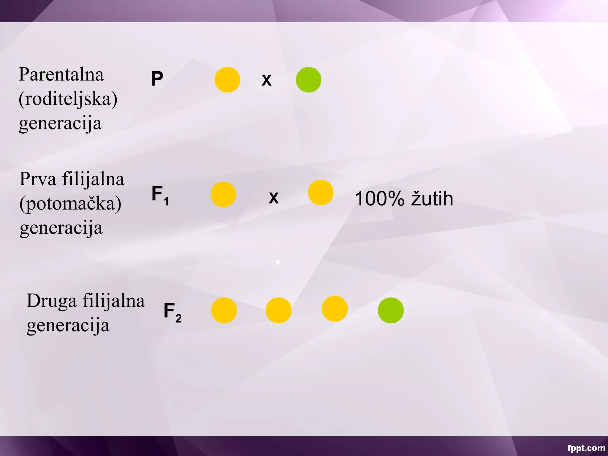 Mendelova pravila nasleđivanja | PPT