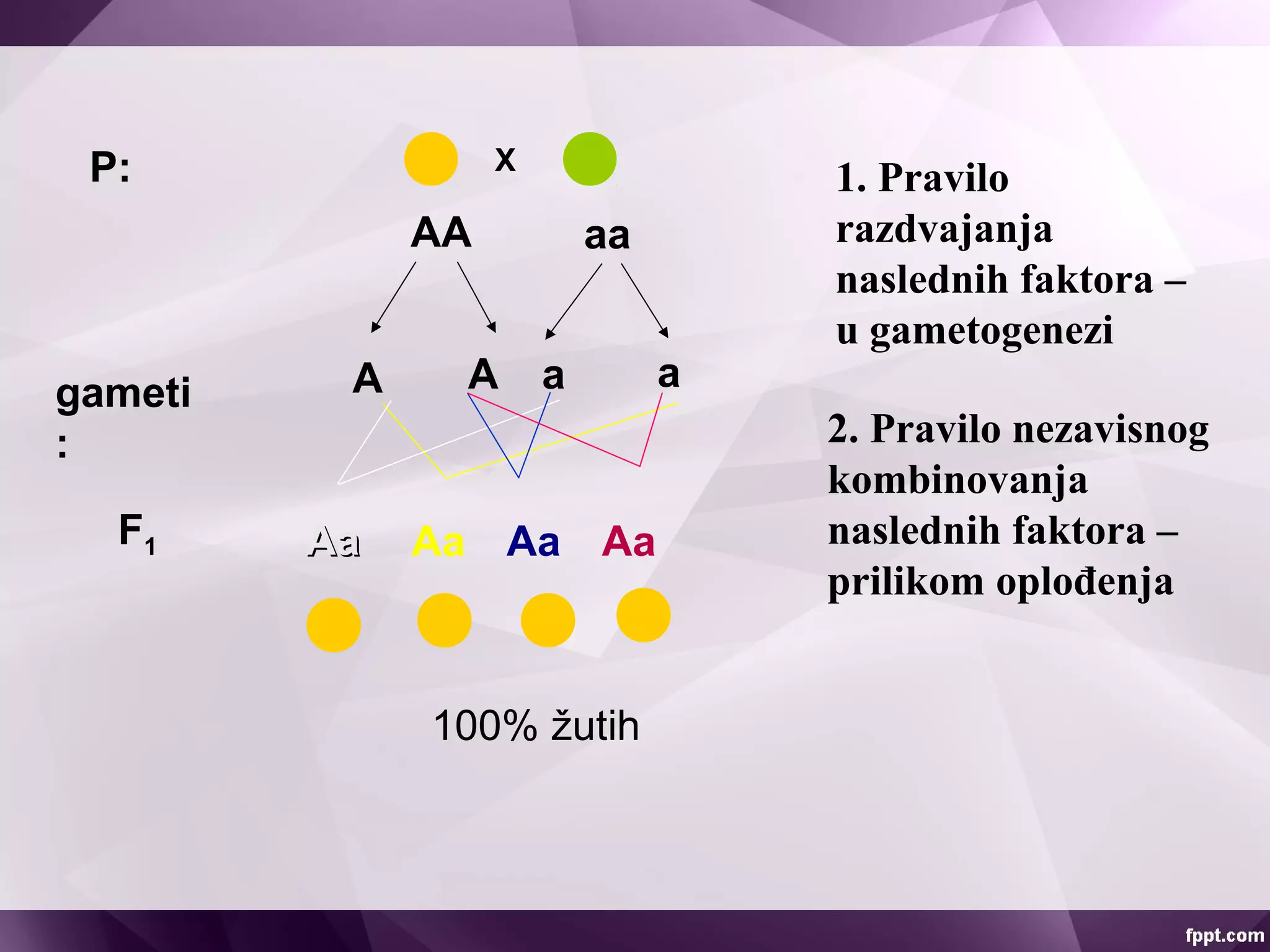 Mendelova pravila nasleđivanja | PPT