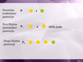 Mendelova pravila nasleđivanja | PPT