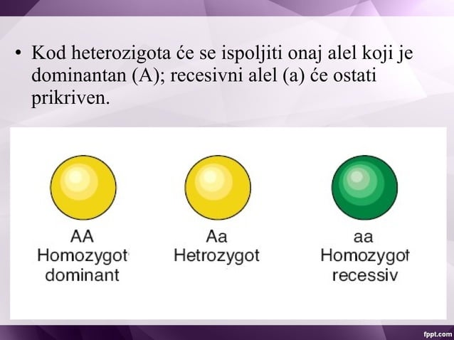 Mendelova pravila nasleđivanja | PPT