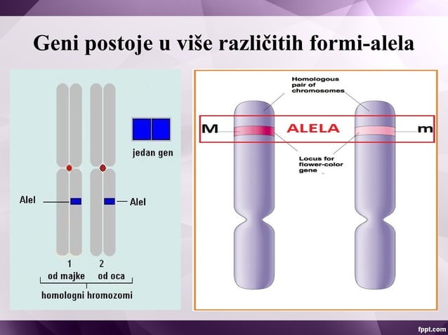 Mendelova pravila nasleđivanja | PPT