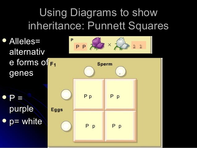 Mendel punett squares2traitcrosses