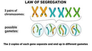 Mendels-law-of-inheritance.powerpoint presentation | PPTX