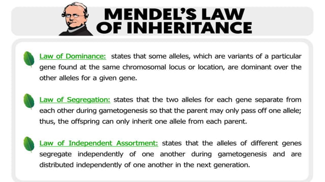 Mendels-law-of-inheritance.powerpoint presentation | PPTX | Genetics ...