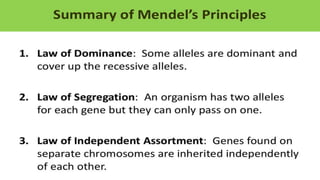 Mendels-law-of-inheritance.powerpoint presentation | PPTX