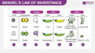 Mendels-law-of-inheritance.powerpoint presentation | PPTX