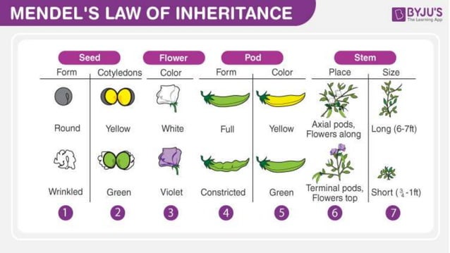 Mendels-law-of-inheritance.powerpoint presentation | PPTX | Genetics ...