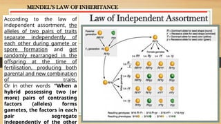 MENDELS-LAW-OF-INHERITANCE IN GENETICS.pptx