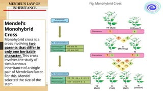 MENDELS-LAW-OF-INHERITANCE IN GENETICS.pptx