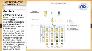 MENDELS-LAW-OF-INHERITANCE IN GENETICS.pptx