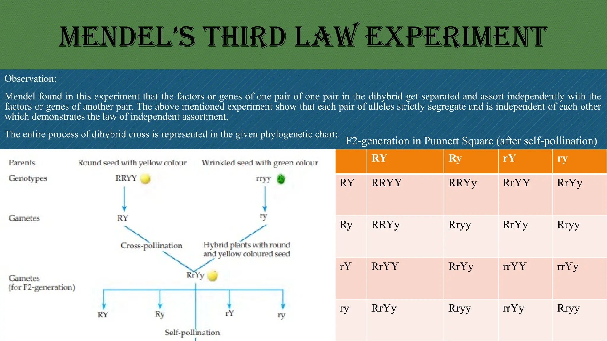 Mendels-third-law.pptx.. ............... | PPTX