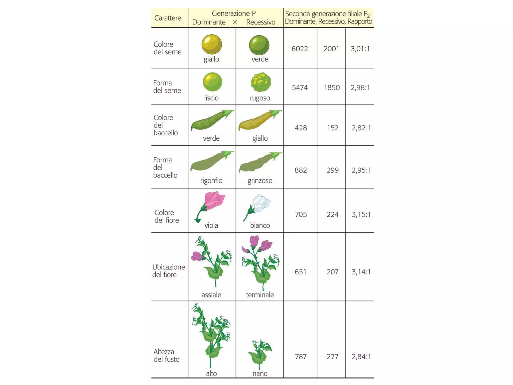 Leggi di Mendel, le eccezioni e le patologie genetiche | PDF