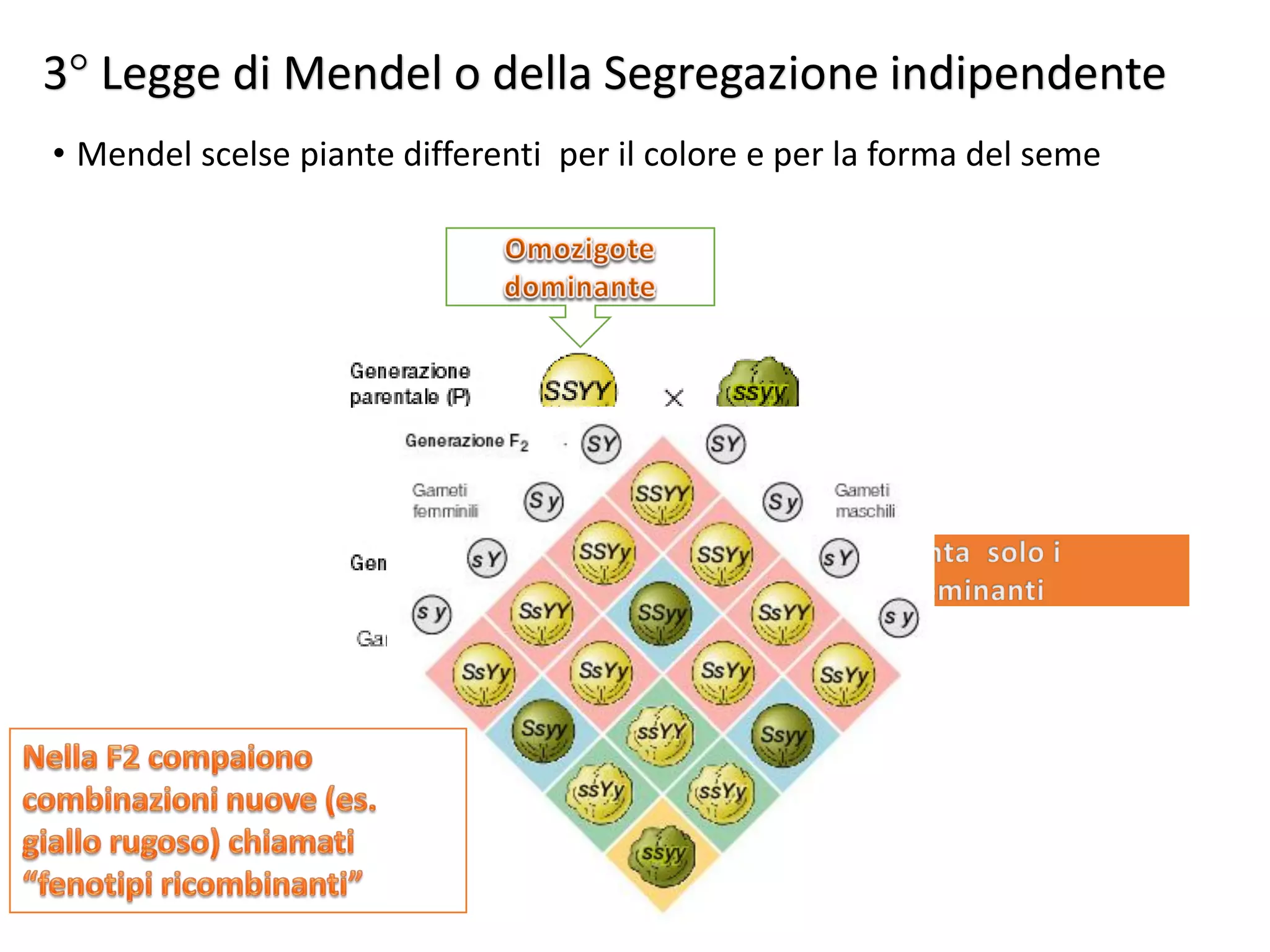Leggi di Mendel, le eccezioni e le patologie genetiche | PDF