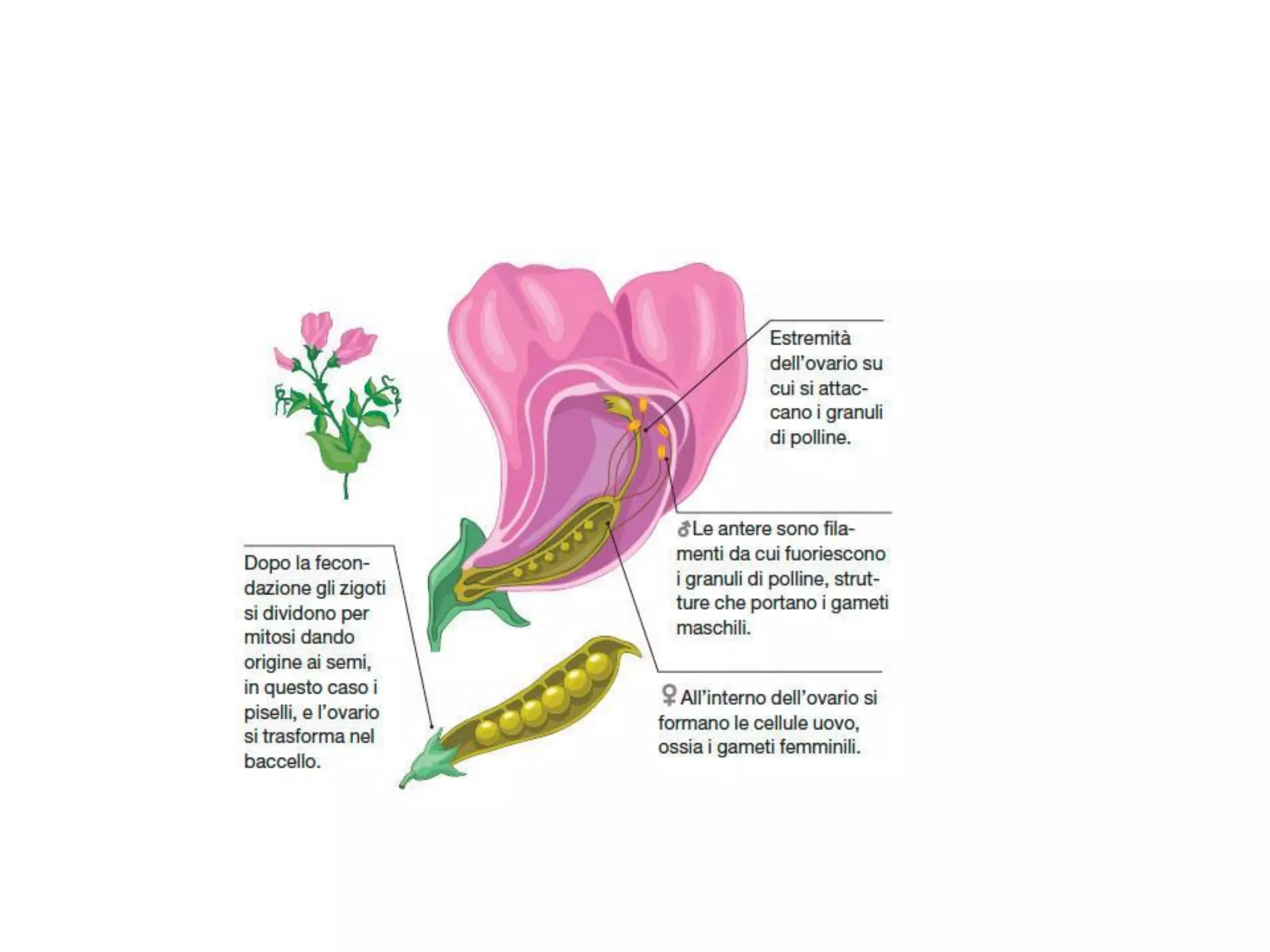Leggi di Mendel, le eccezioni e le patologie genetiche | PDF