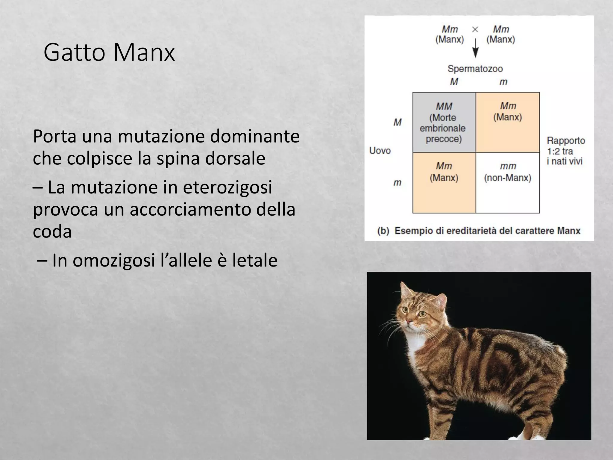 Leggi di Mendel, le eccezioni e le patologie genetiche | PDF