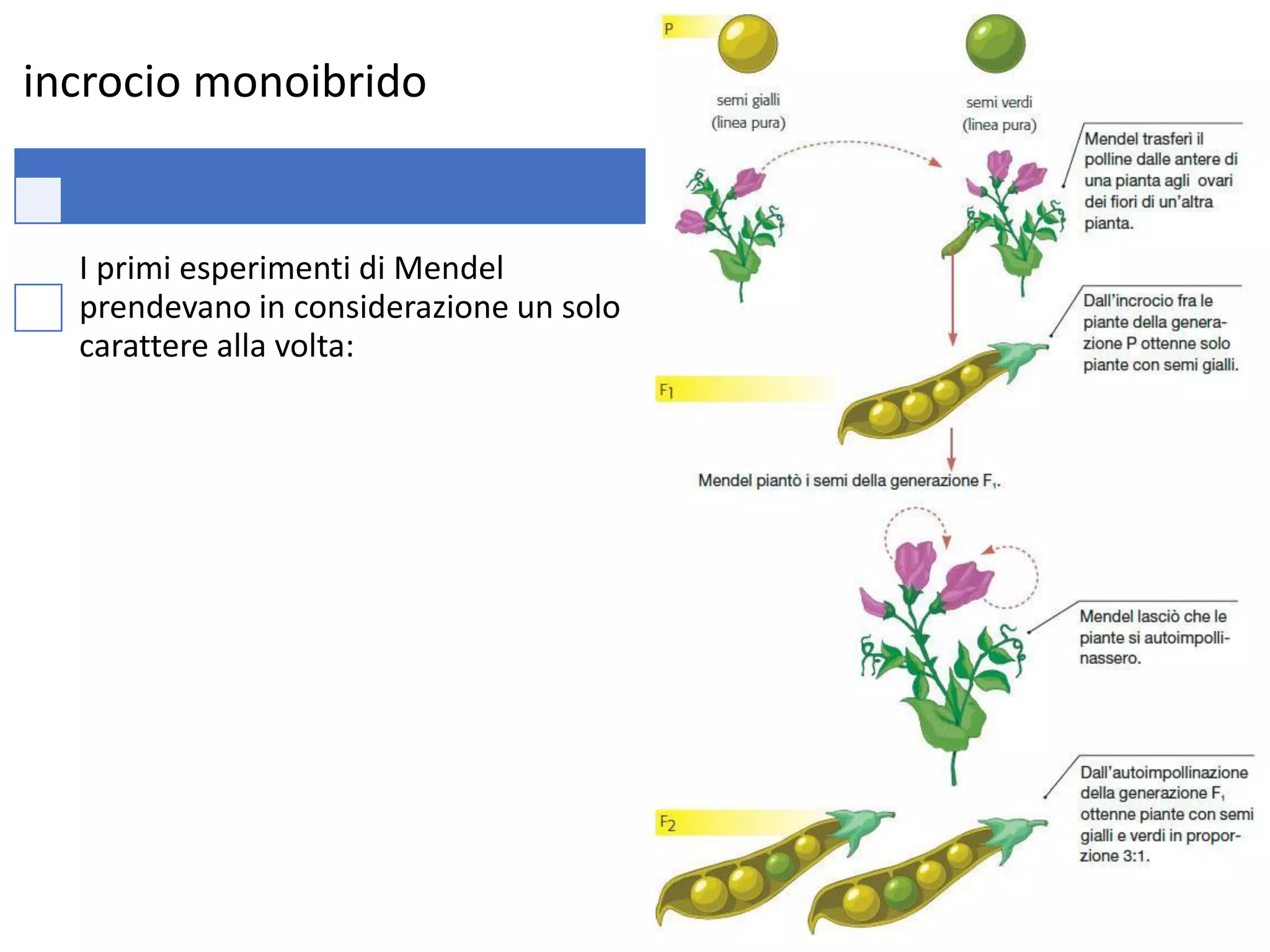 Leggi di Mendel, le eccezioni e le patologie genetiche | PDF