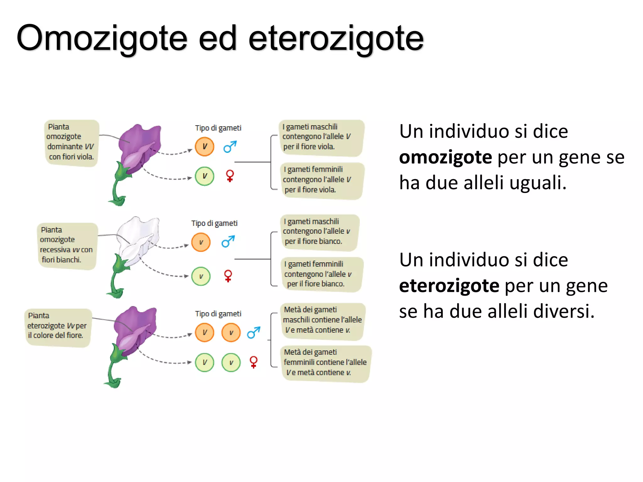 Leggi di Mendel, le eccezioni e le patologie genetiche | PDF