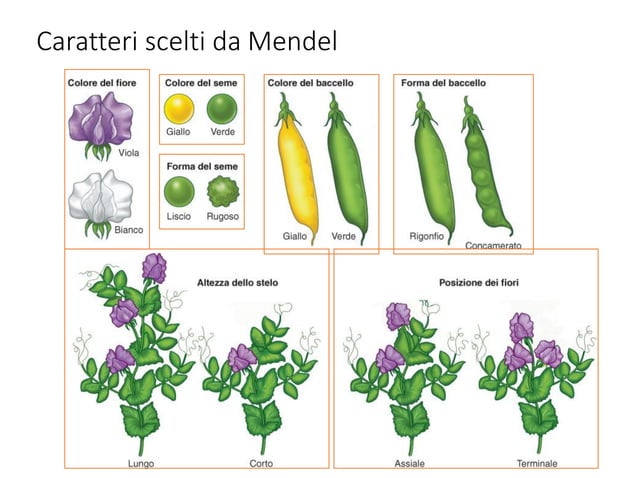 Leggi di Mendel, le eccezioni e le patologie genetiche | PDF