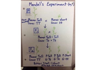 Mendels experiment hand written | PPTX
