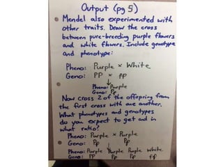 Mendels experiment hand written | PPTX