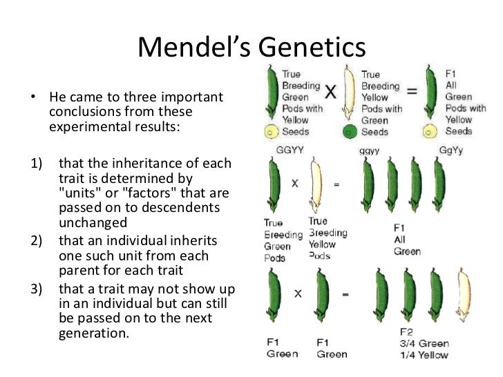 Mendel’s genetics
