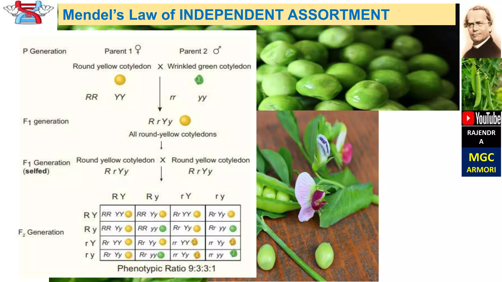 Mendel's law | PPTX