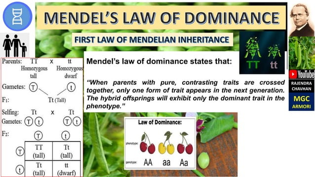 Mendel's law | PPTX | Genetics | Science