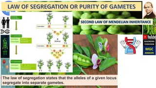 Mendel's law | PPTX