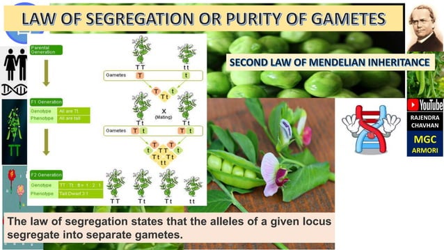 Mendel's law | PPTX | Genetics | Science