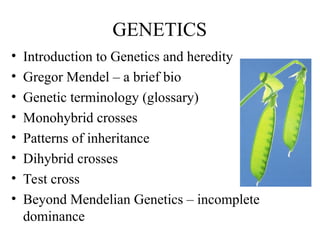 Mendels Law of Genetics, monohybrid cross, dihybrid cross | PPT