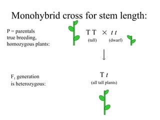 Mendels Law of Genetics, monohybrid cross, dihybrid cross | PPT