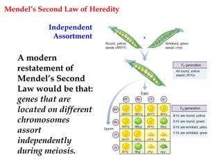 Mendels Law of Genetics, monohybrid cross, dihybrid cross | PPT