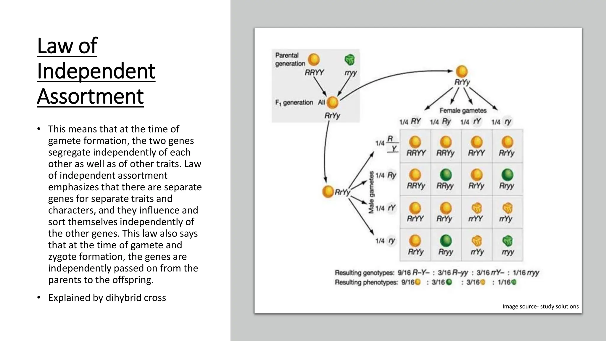 Mendel’s Law of Inheritance.pptx